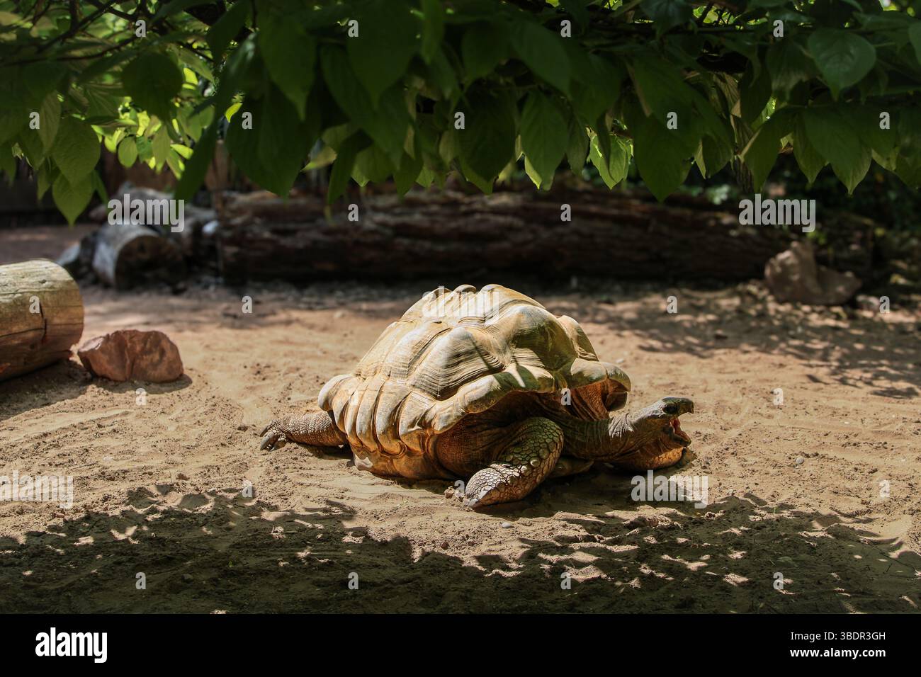 Tortoise Resting Under Tree Shade in Natural Habitat Stock Photo - Alamy