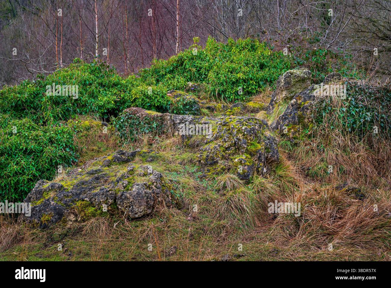 Limestone boulders covered in grass in Anston Stones Wood, South ...