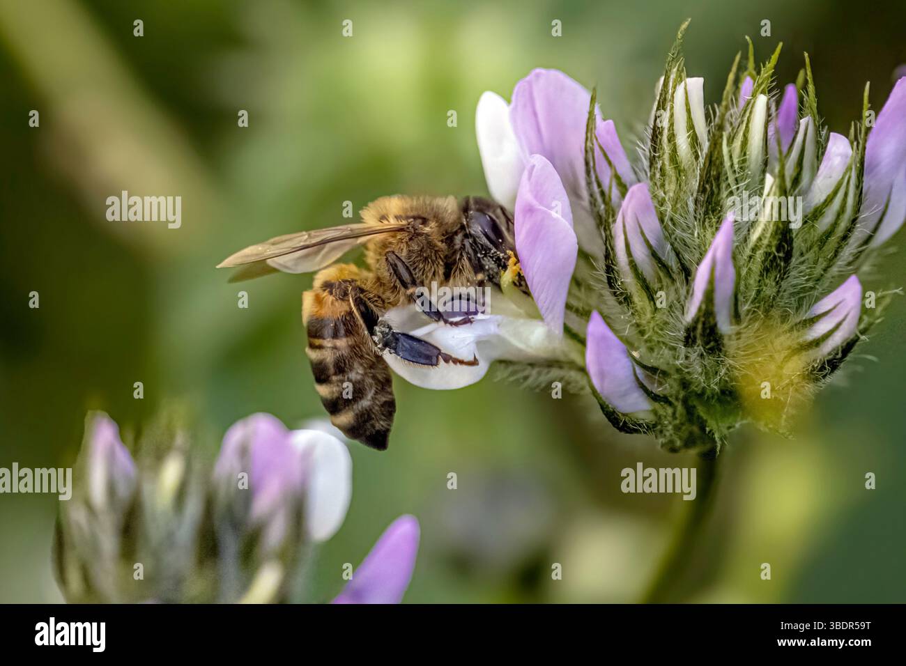 spanish bee pollinating a flower Stock Photo - Alamy