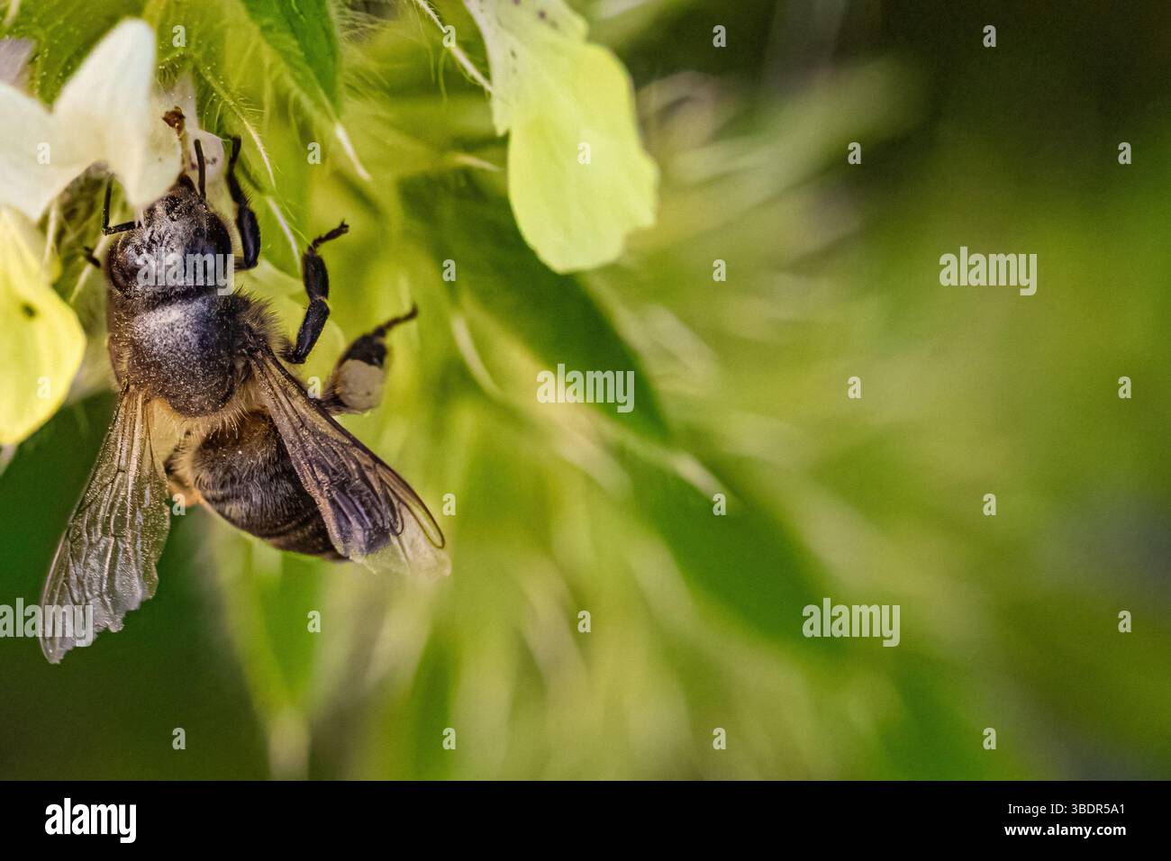 spanish bee pollinating a flower Stock Photo - Alamy