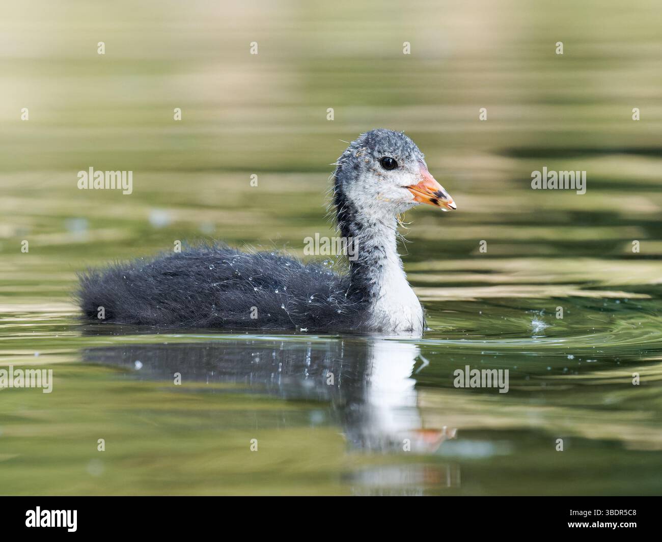 Juvenile Eurasian coots (Fulica atra) swimming in the Mare Saint James ...