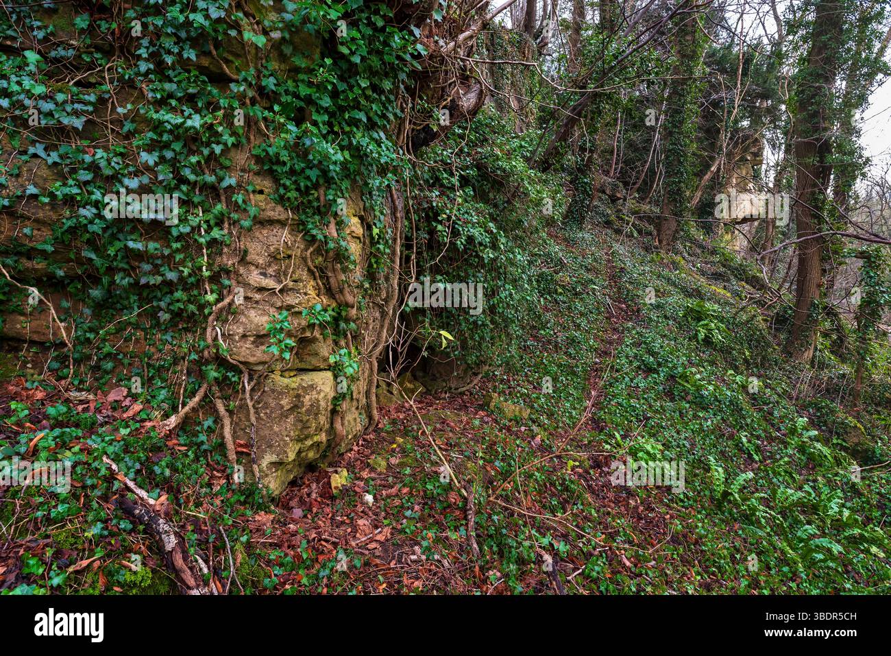 The limestone outcrop, covered in ivy, now exposed in Anston Stones ...