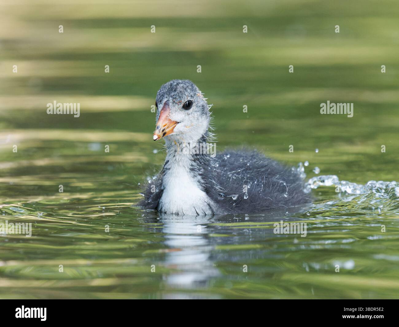 Juvenile Eurasian coots (Fulica atra) swimming in the Mare Saint James ...