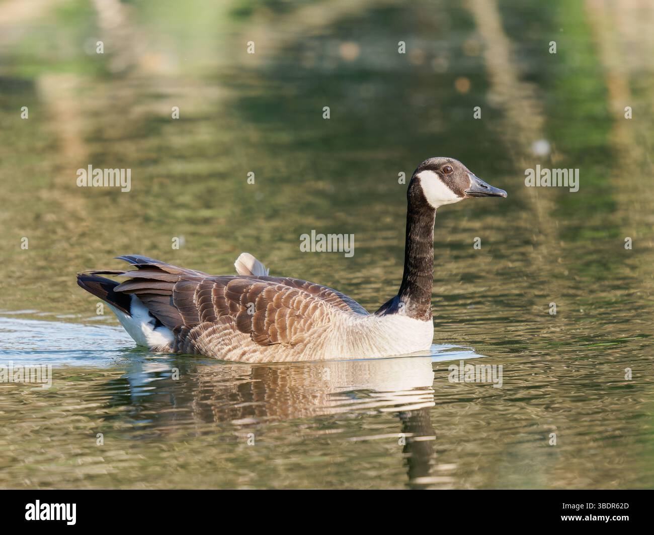 Canada goose (Branta canadensis) swimming in water at Mare Saint James ...