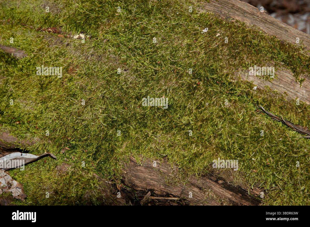 green moss grows on an old log Stock Photo - Alamy