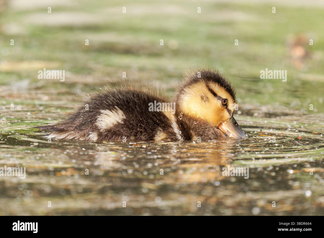 Young mallard duckling (Anas platyrhynchos) swimming in the water at ...