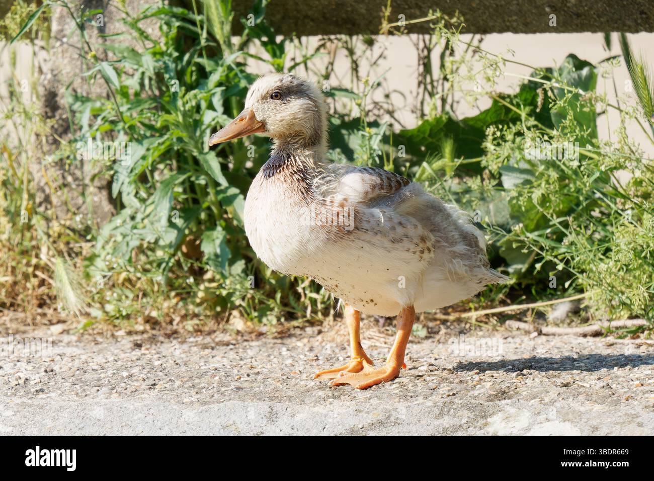 Juvenile mallard duck (Anas platyrhynchos) standing at the water’s edge ...