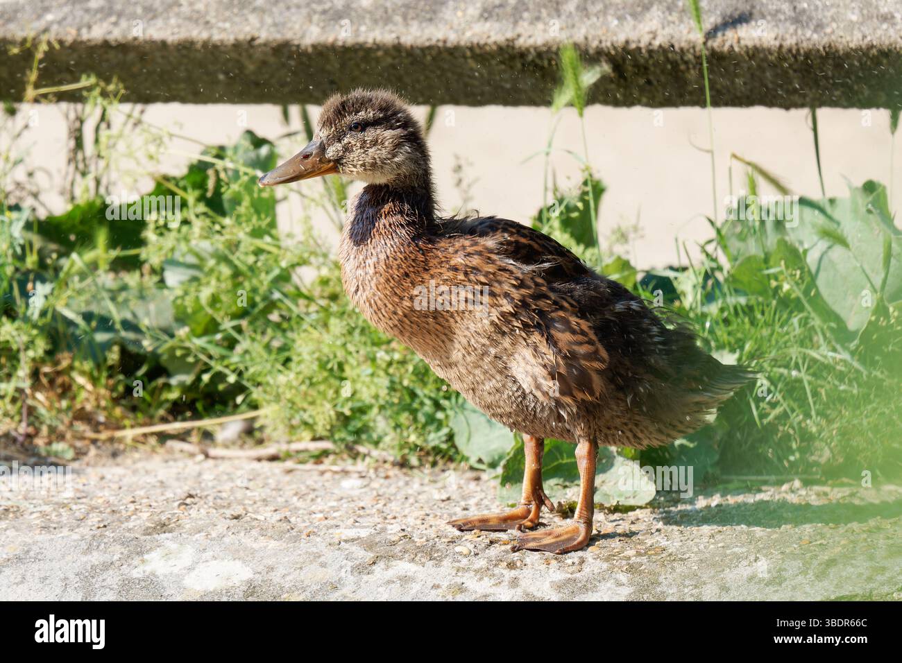 Juvenile mallard duck (Anas platyrhynchos) standing at the water’s edge ...