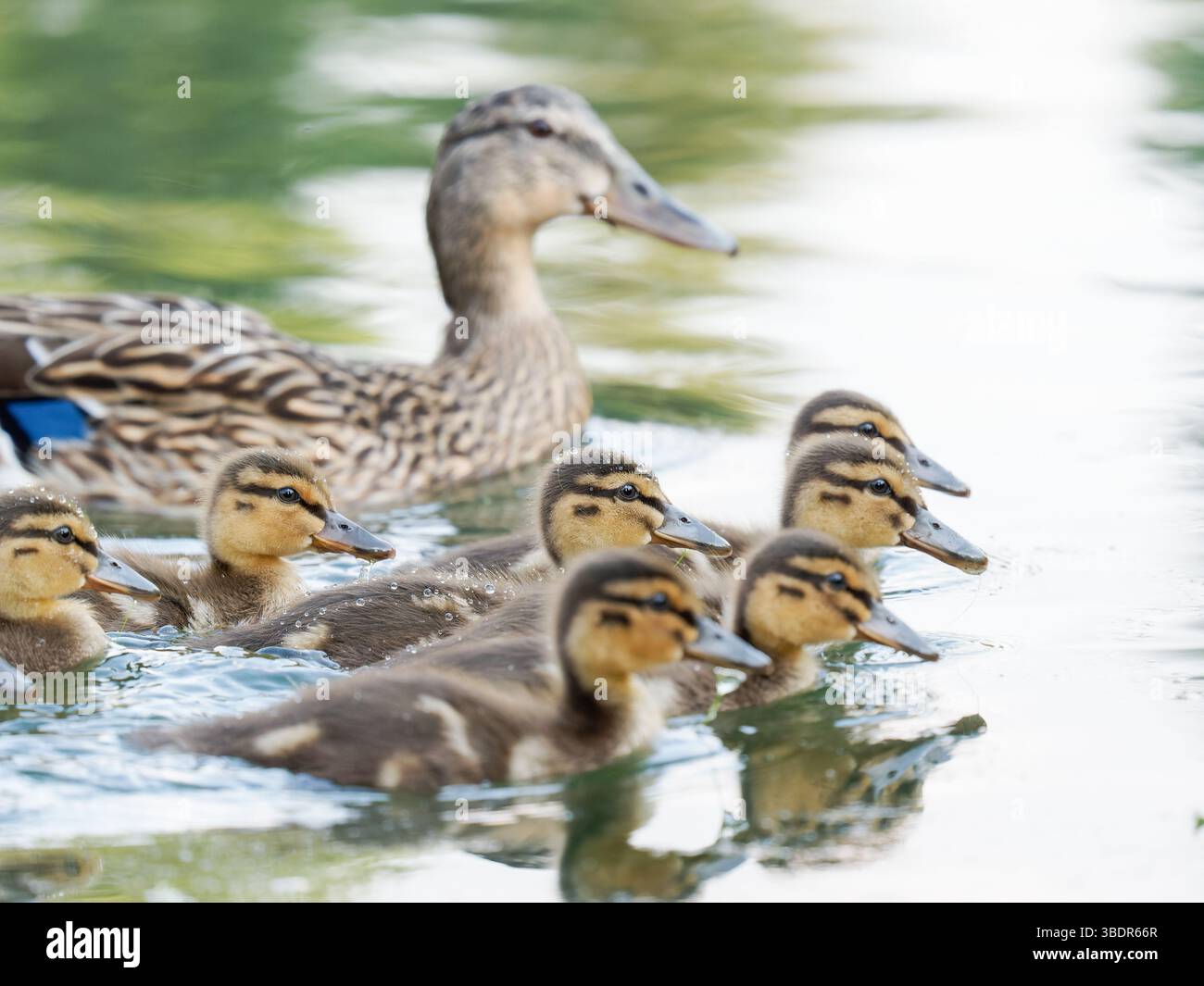 Fauna parisienne hi-res stock photography and images - Alamy