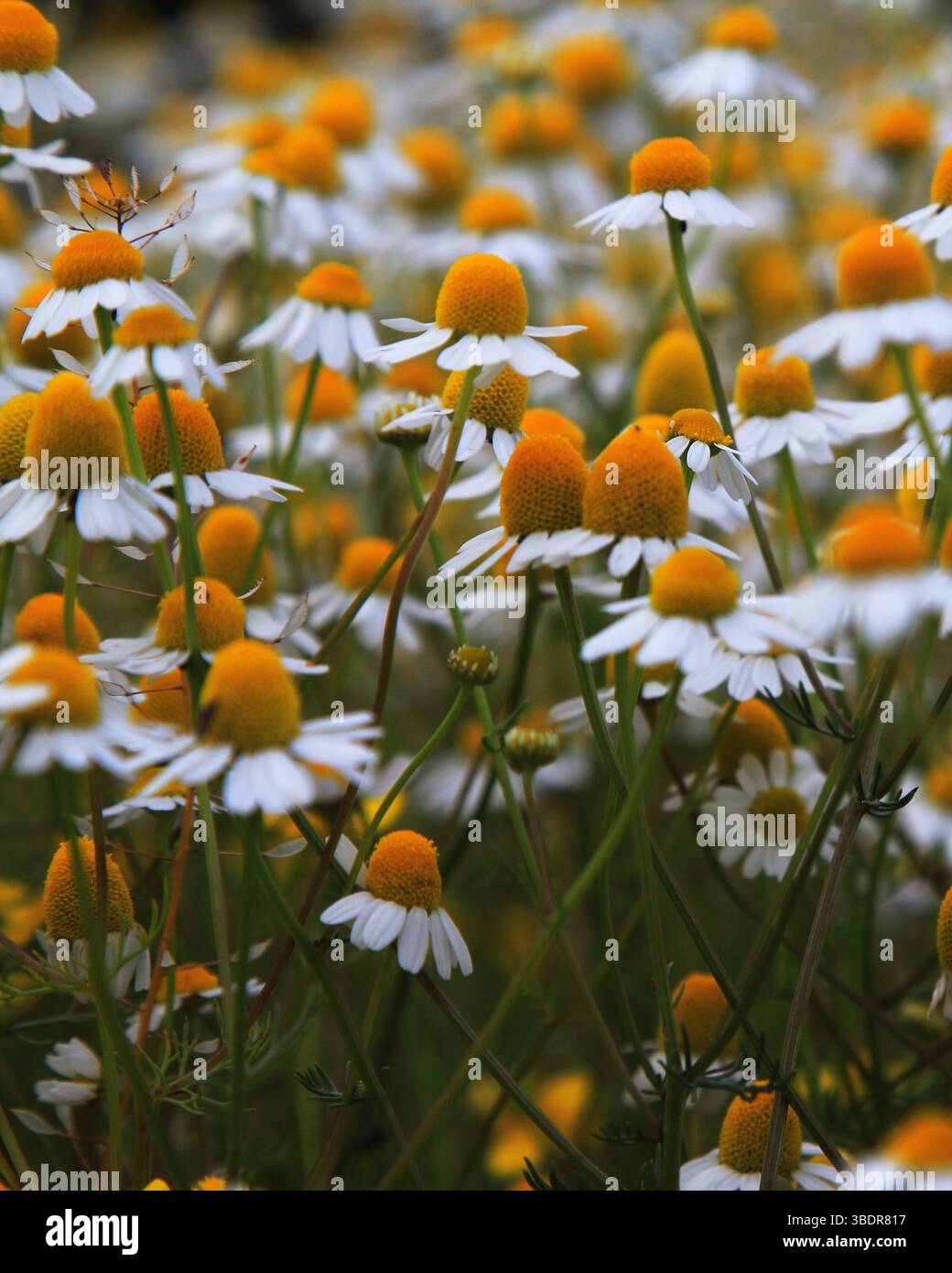 Matricaria chamomilla camomile plant on a portrait format photo Stock ...