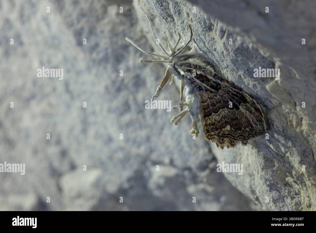 Closeup butterfly Tissue moth (Triphosa dubitata) infected by mycelium ...