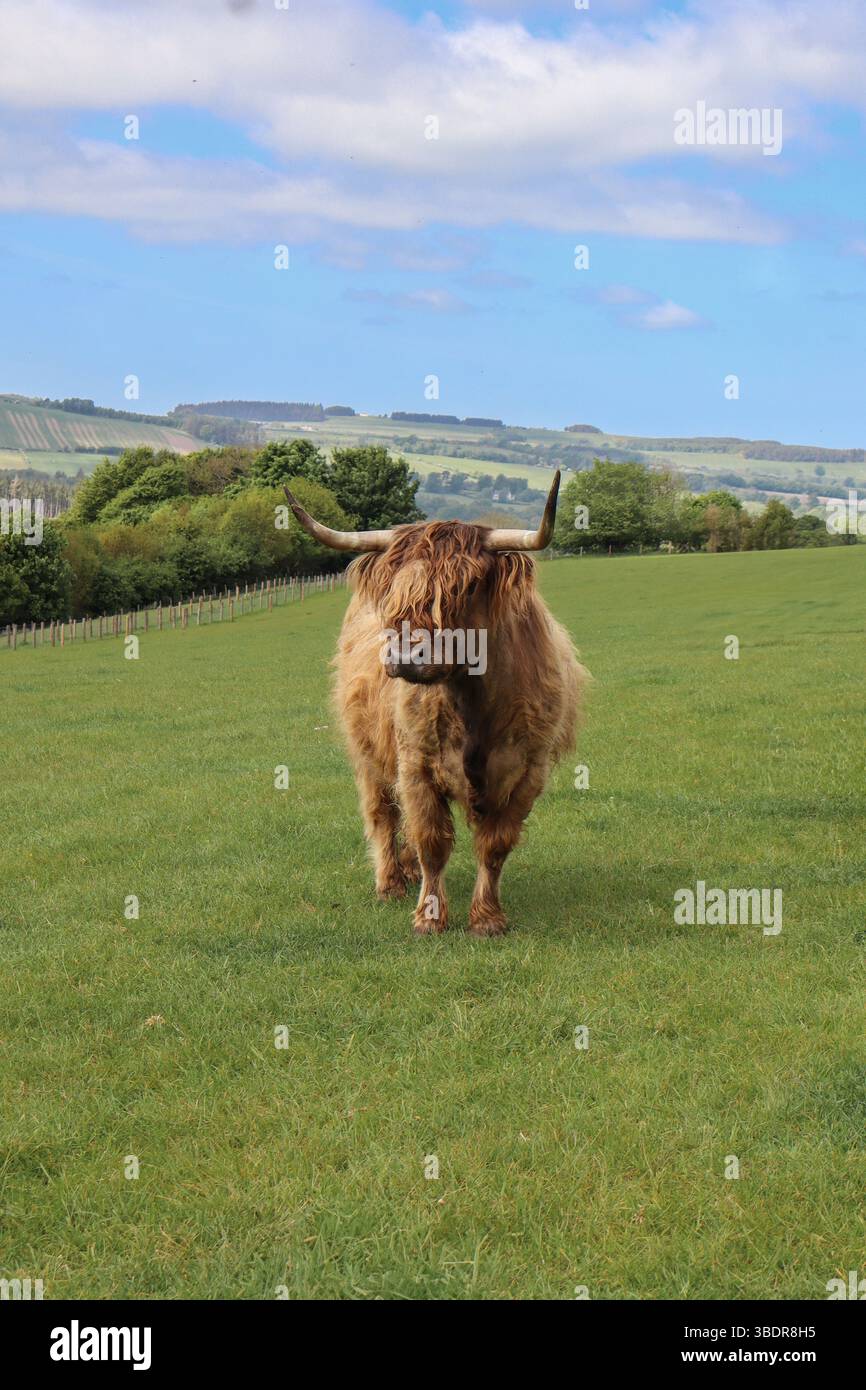 Cute scottish cow in hi-res stock photography and images - Alamy