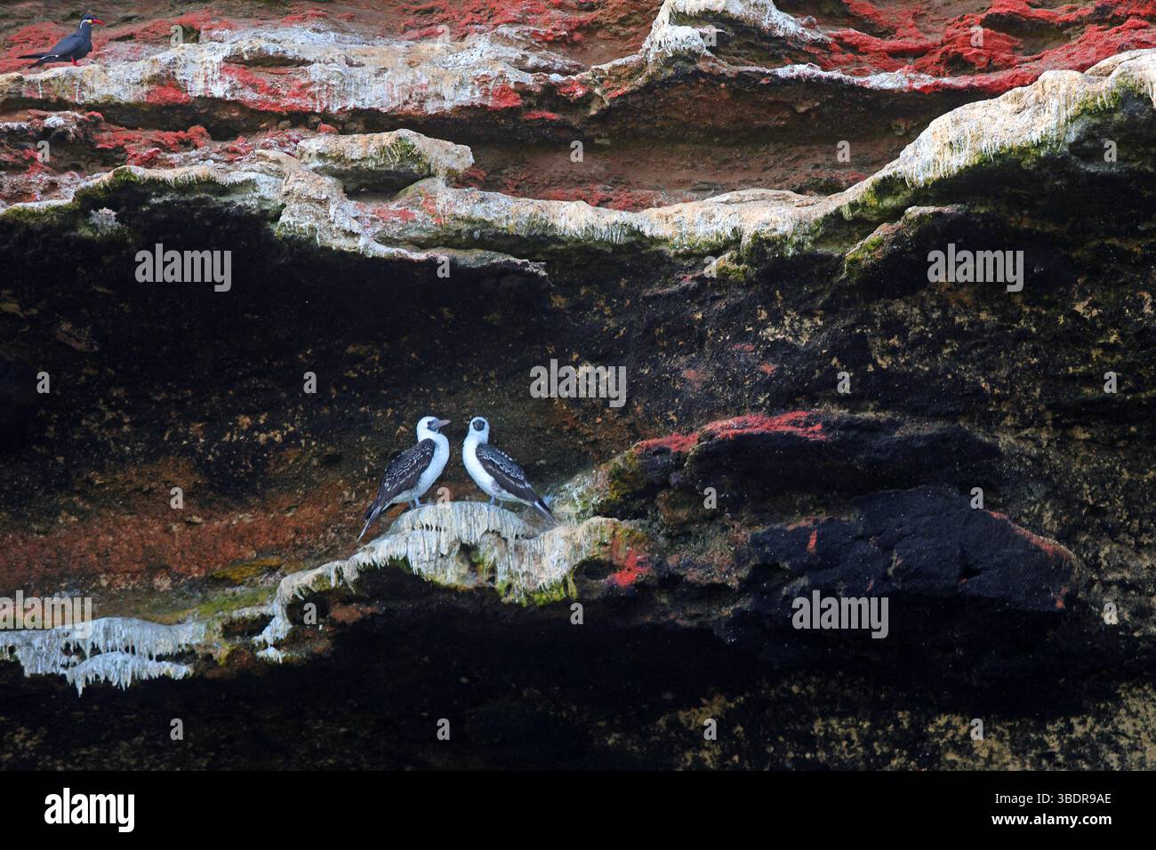 South America Peru Paracas Tour Ballestas Islands Marine Life Waterfowl ...