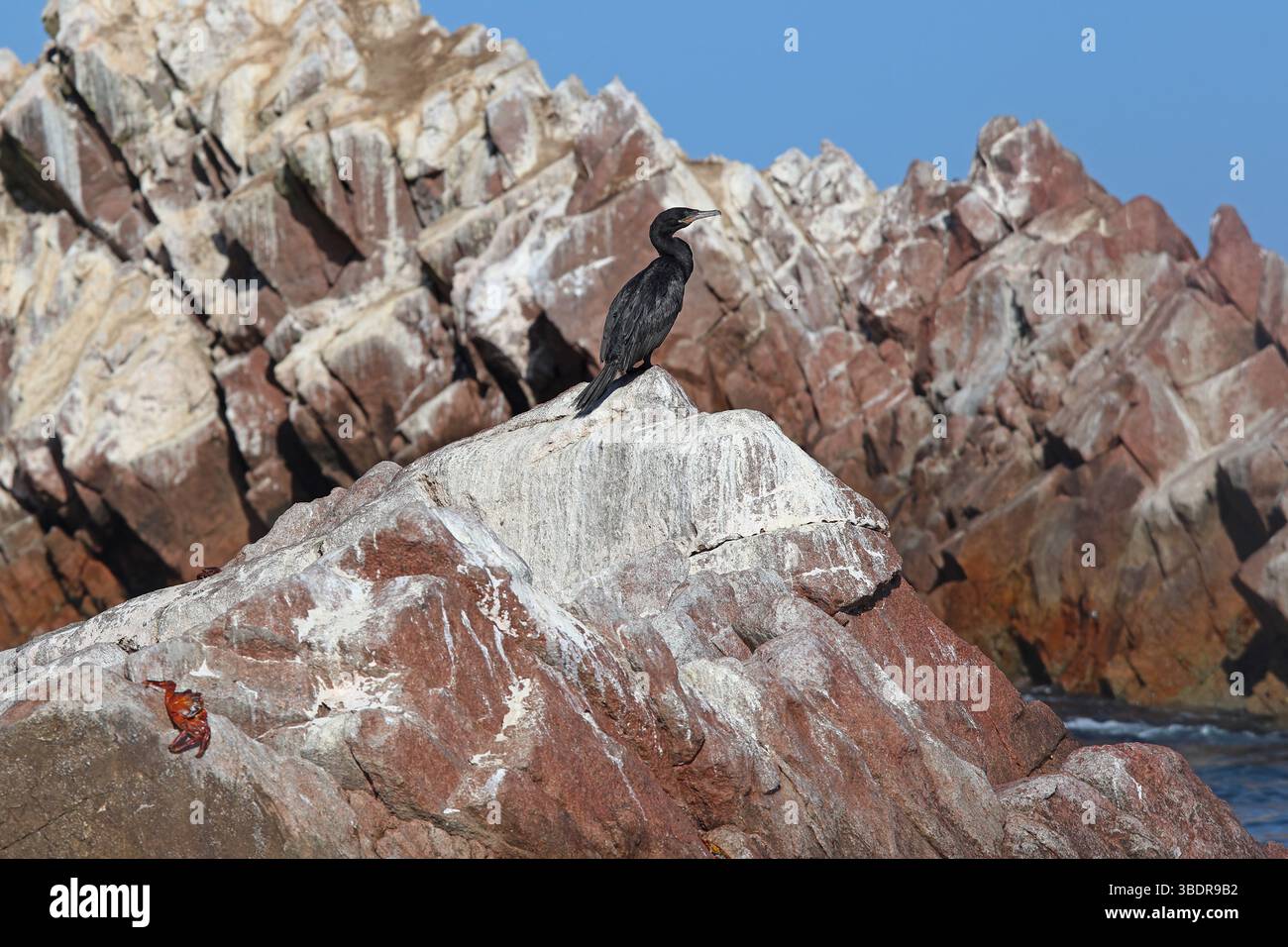 South America Peru Paracas Tour Ballestas Islands Marine Life Waterfowl ...