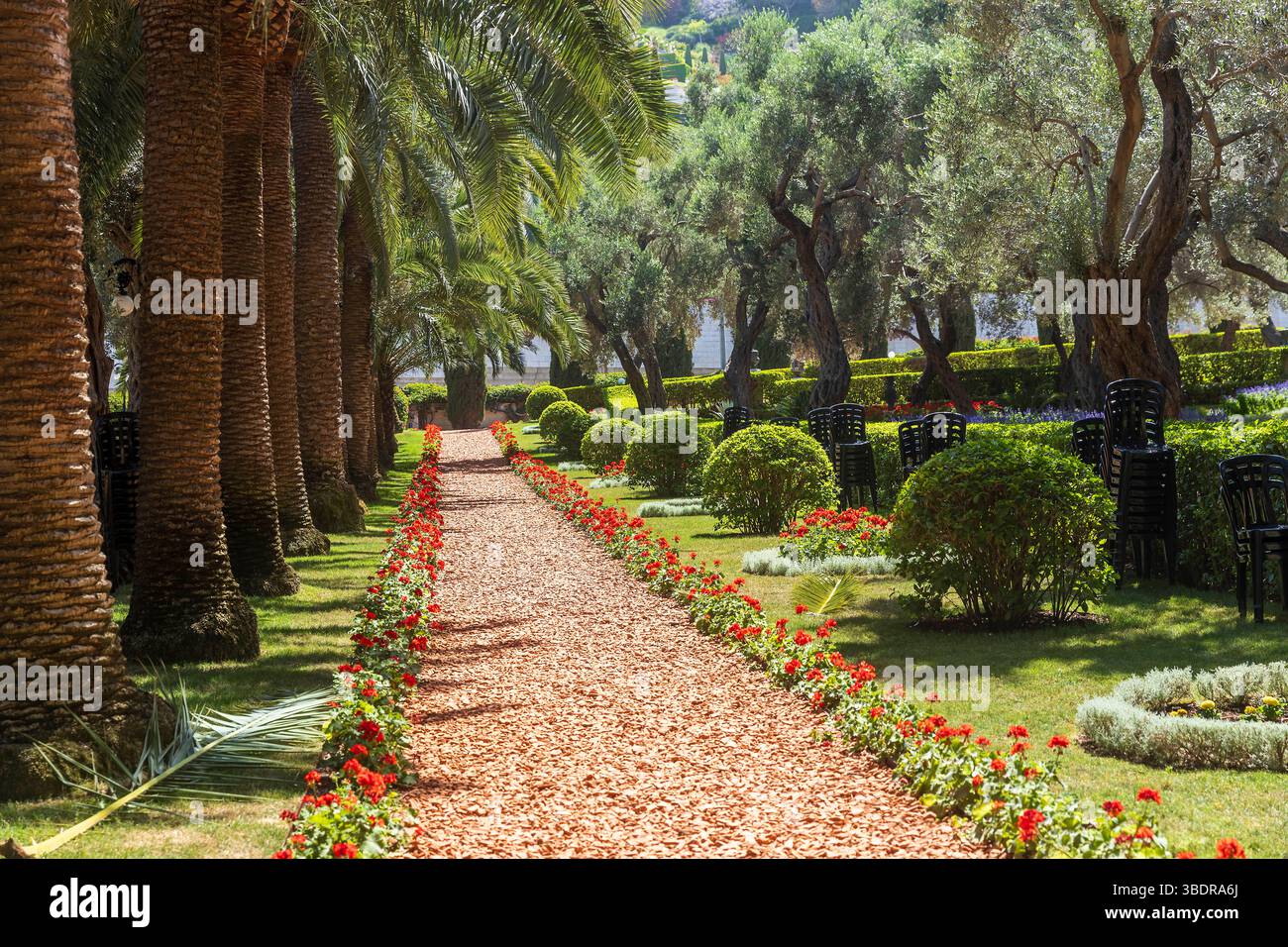 Haifa, Israel – May 24, 2025. A Gravel Path Lined with Flowers and Palm ...
