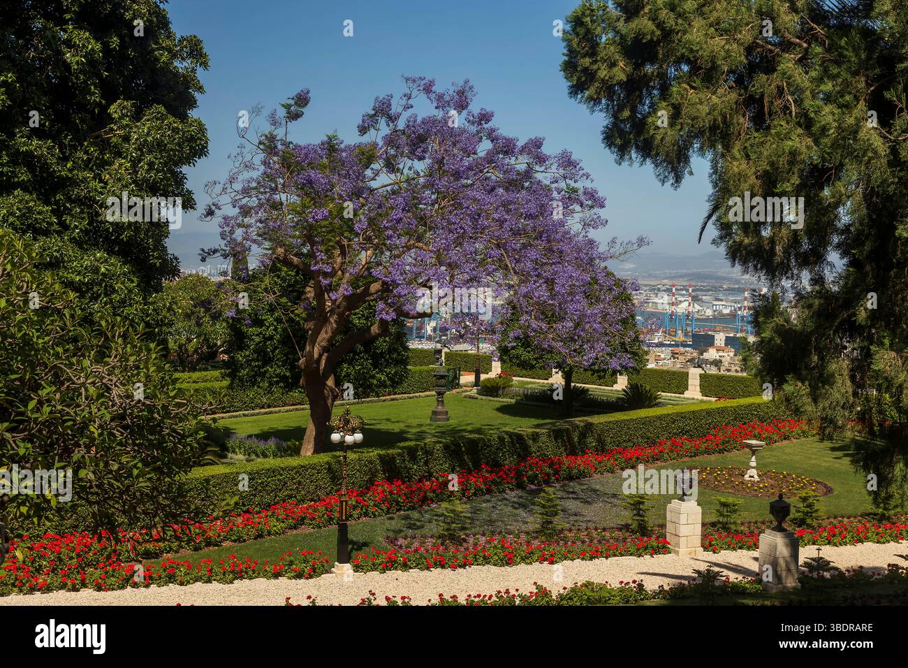 Haifa, Israel – May 24, 2025. Jacaranda Tree in Bahai Gardens Stock ...