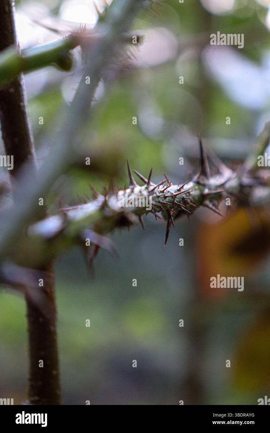 Thorn part of a plant hi-res stock photography and images - Alamy