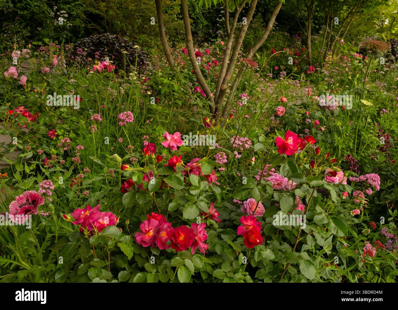 A pink and red themed border of Rosa 'Wild Rover' and Rosa 'Emma ...