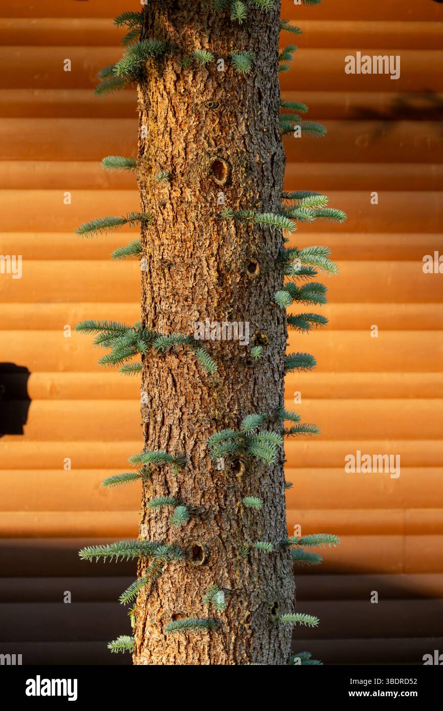 Multiple Tiny Branches Grow From Tree Trunk in front of cabin Stock ...