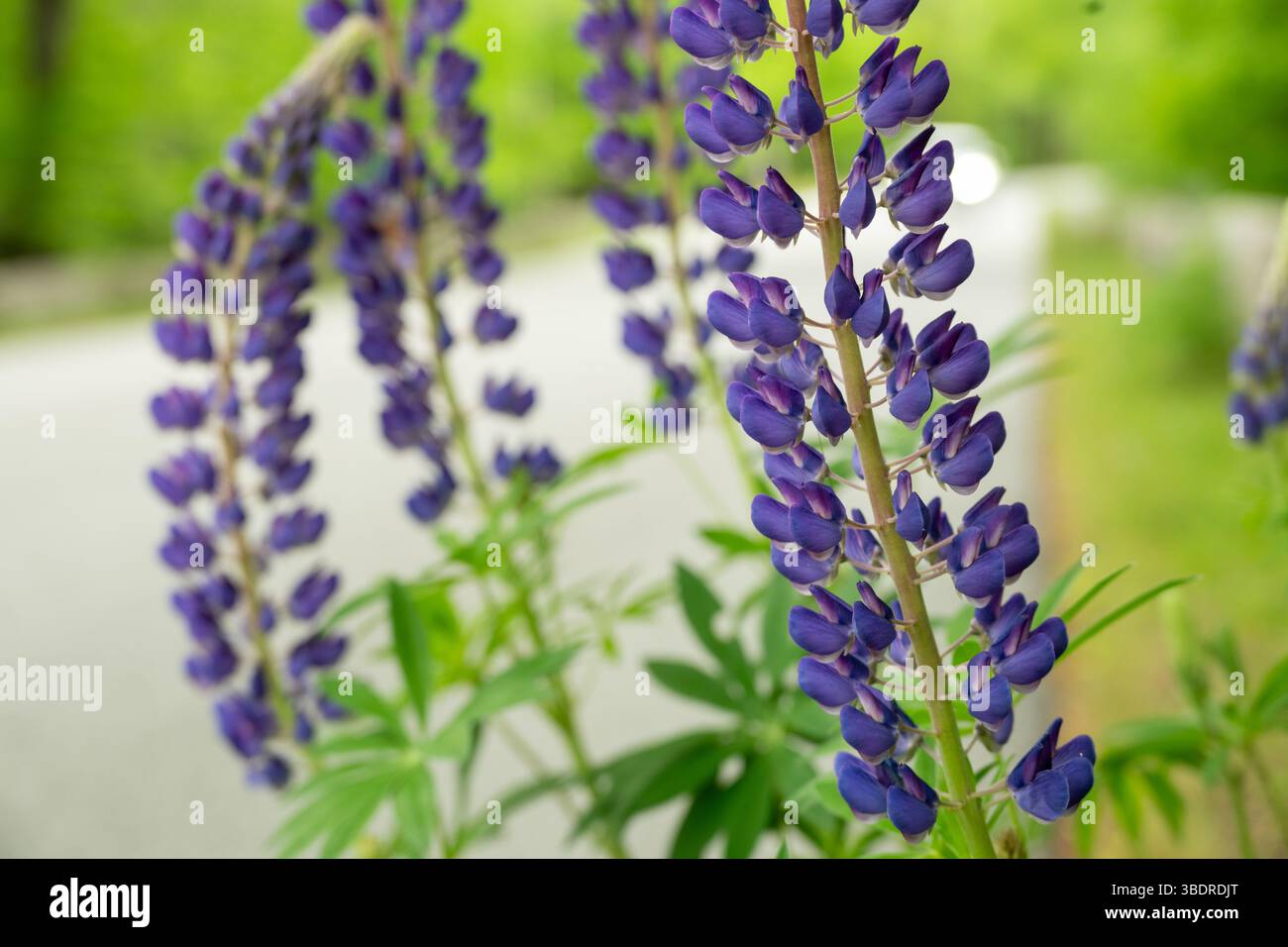 Purple Petals of Lupin Bloom Along Park Loop Road In Acadia national ...