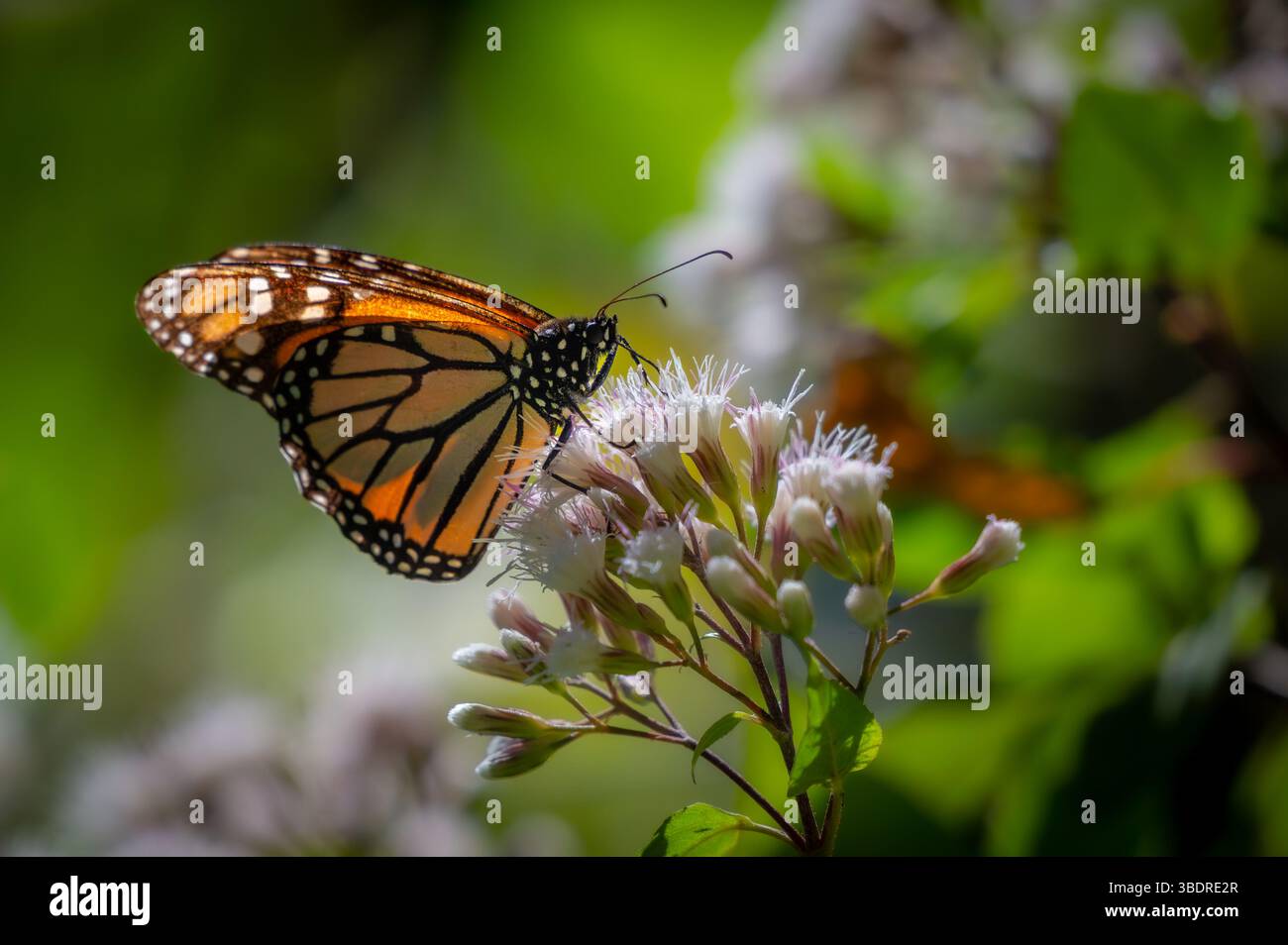 Male Monarch Butterfly Feeding on White Flowers in Temascaltepec ...