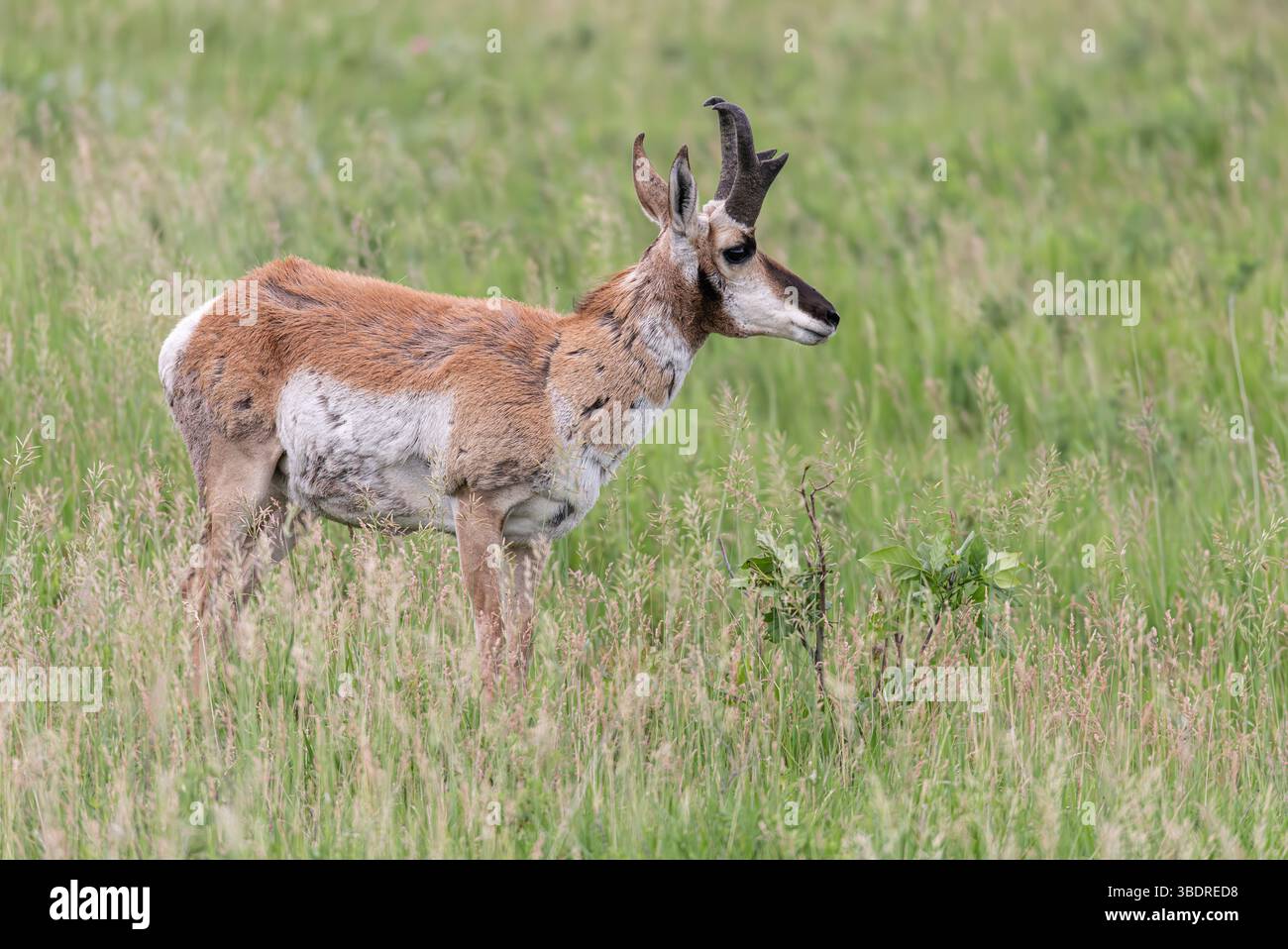 Male Pronghorn with Horns in Custer State Park, South Dakota, USA Stock ...