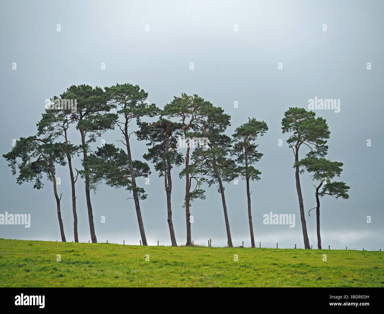 a line of tall mature Scots Pine trees (Pinus sylvestris) on a cloudy ...