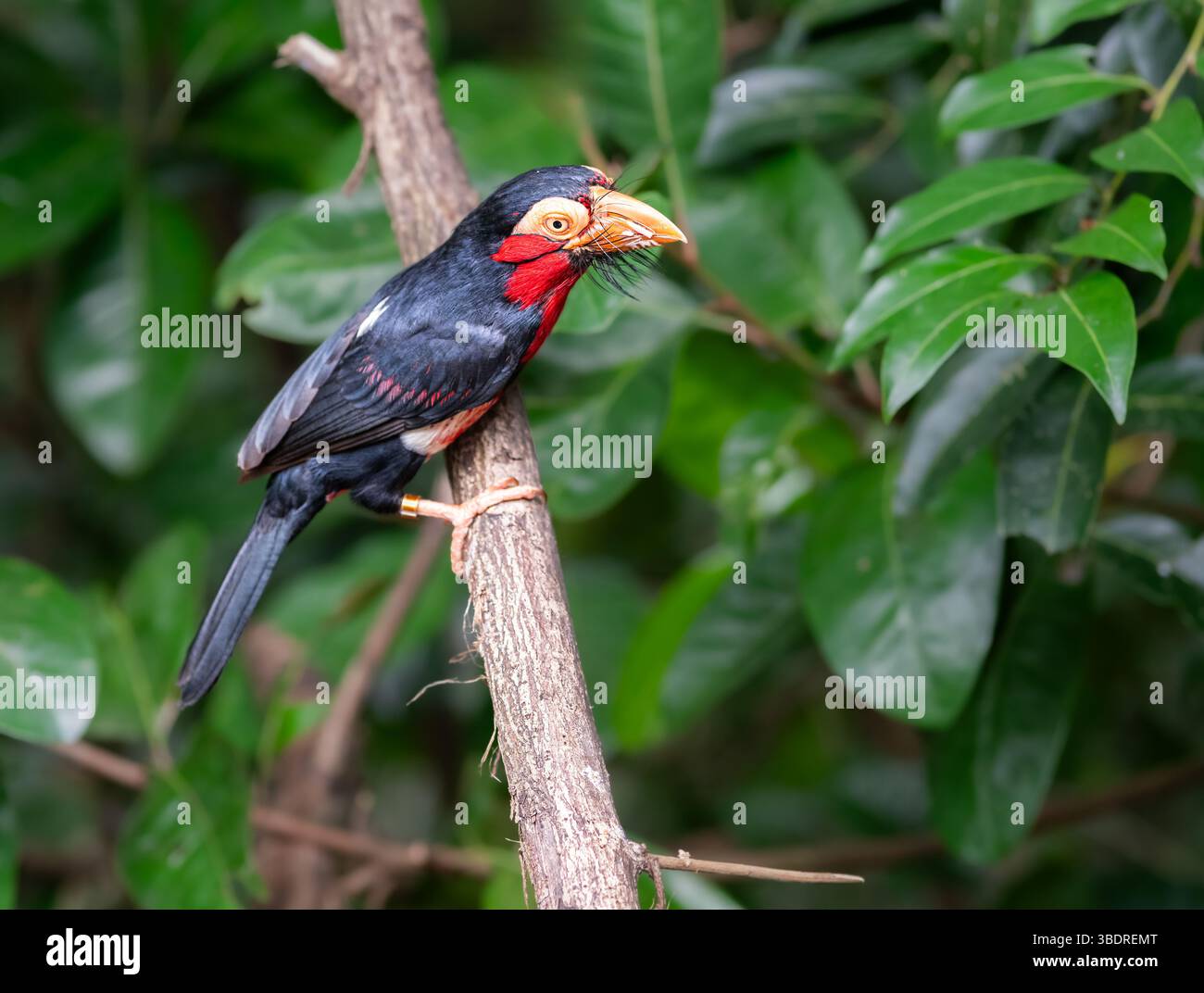 Bearded Barbet bird at Bird Paradise in Singapore Stock Photo - Alamy