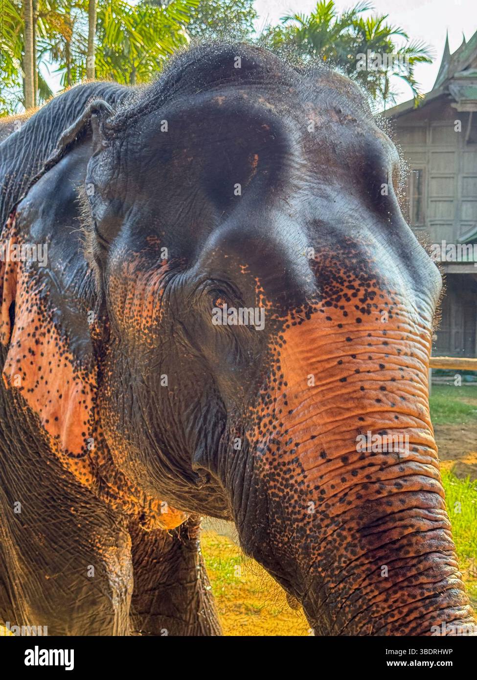 Adorable gray elephant living freely in an elephant care sanctuary ...