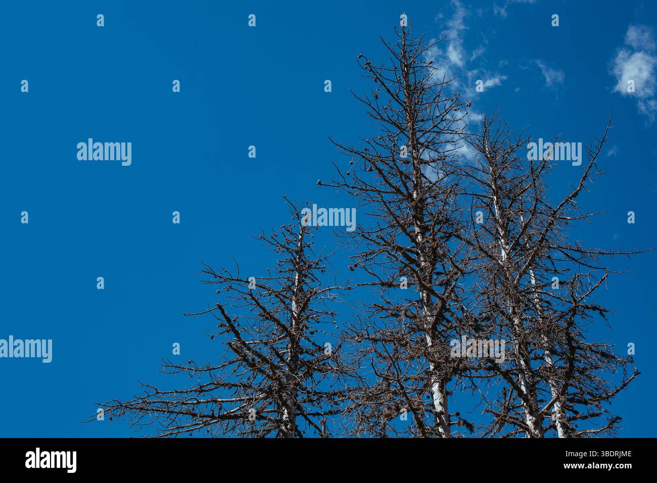 Tree tops in a withered forest, consequences of a natural disaster ...