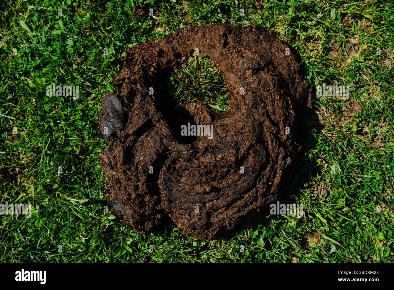 Fresh cow dung manure hi-res stock photography and images - Alamy