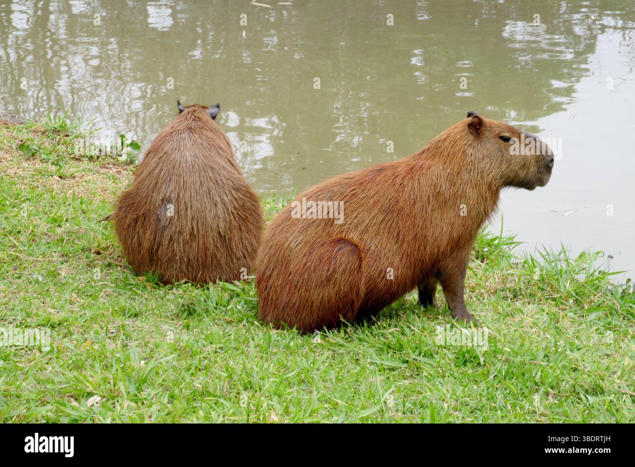 Tropical rodent hi-res stock photography and images - Alamy