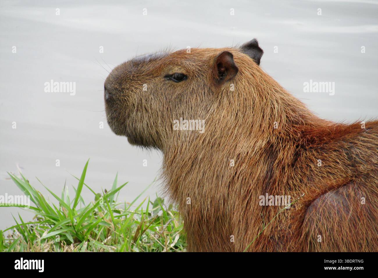 The capybara animal in Pantanal, Brazil sitting on green grass ...