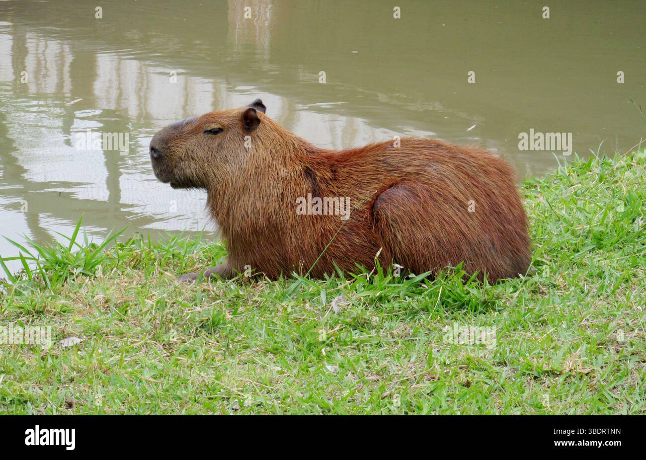 Tropical rodent hi-res stock photography and images - Alamy
