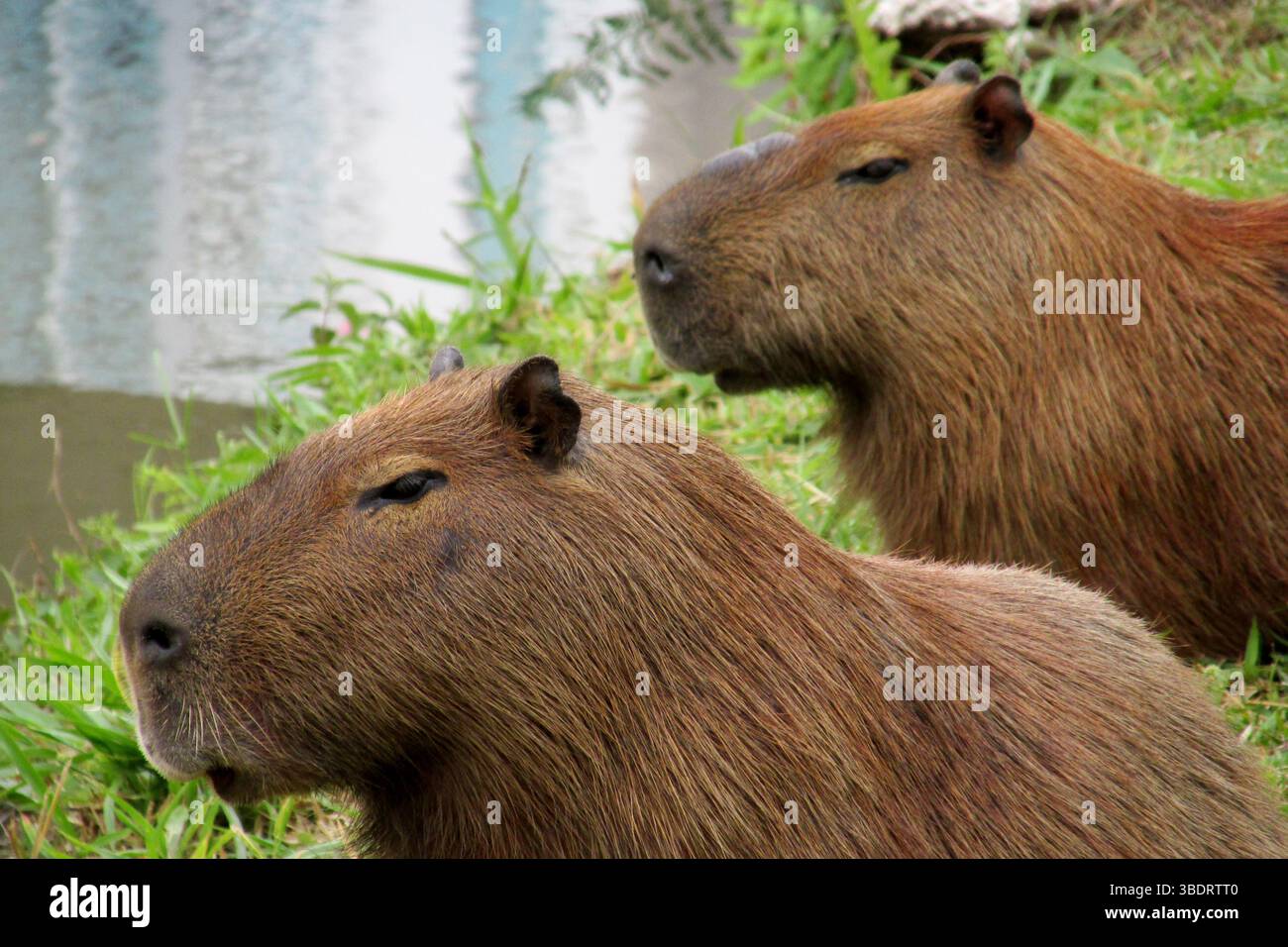 The Capybara Animal In Pantanal Brazil Sitting On Green Grass