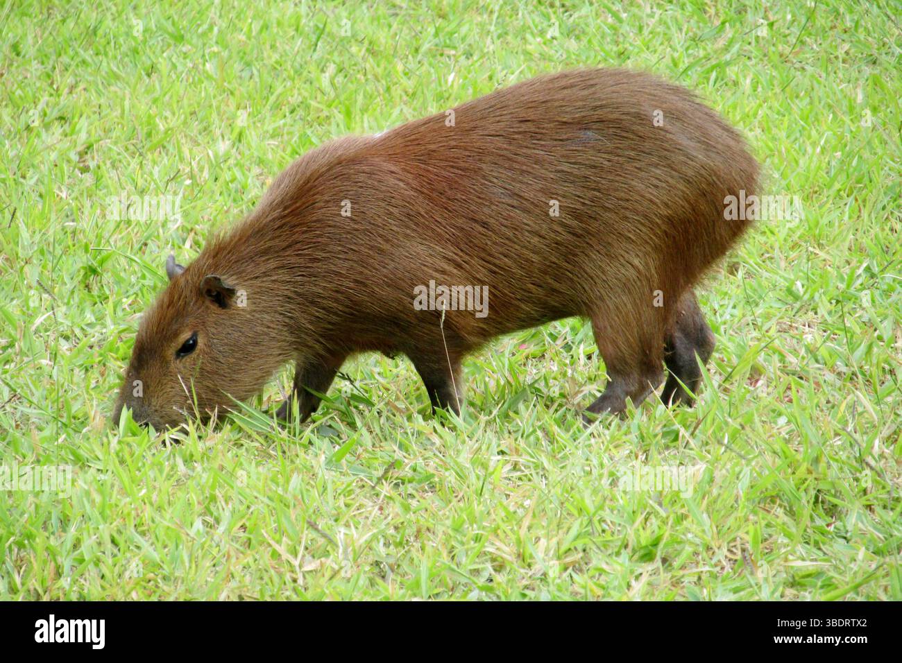 The Capybara Animal In Pantanal Brazil Sitting On Green Grass