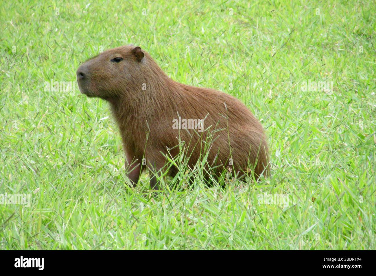 Tropical rodent hi-res stock photography and images - Alamy