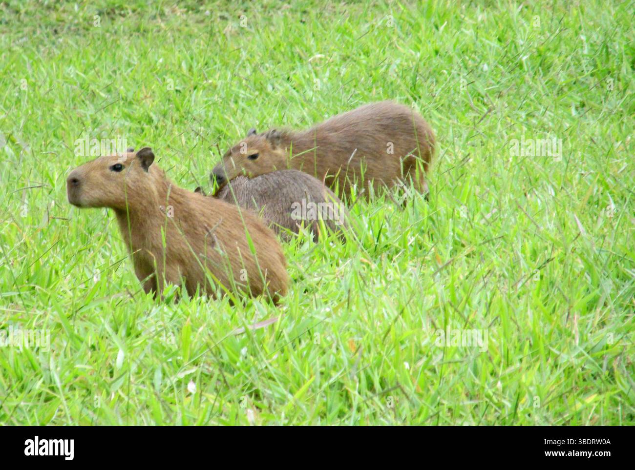 The Capybara Animal In Pantanal Brazil Sitting On Green Grass