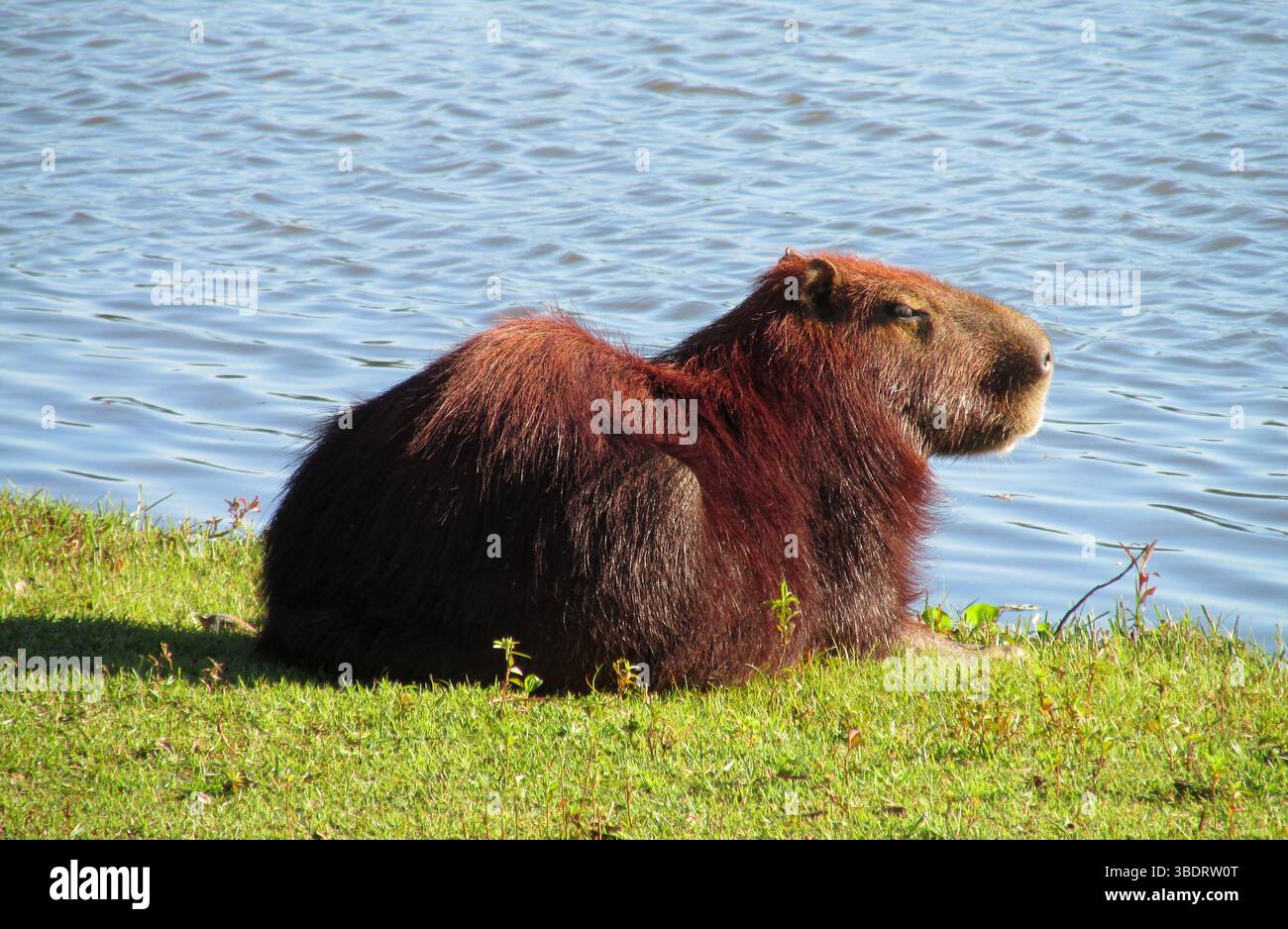 The capybara animal in Pantanal, Brazil sitting on green grass ...