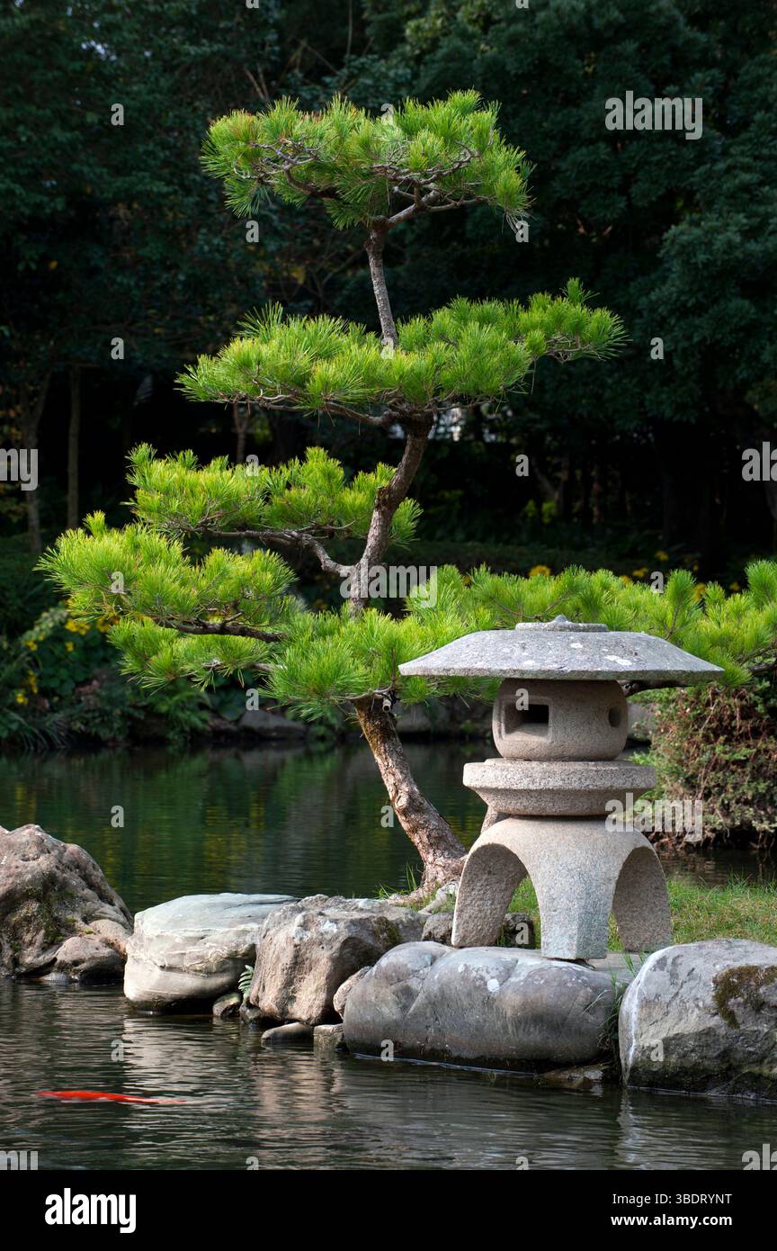 A "yukimi gata" style ishidoro (stone lantern) beside a delicate matsu ...