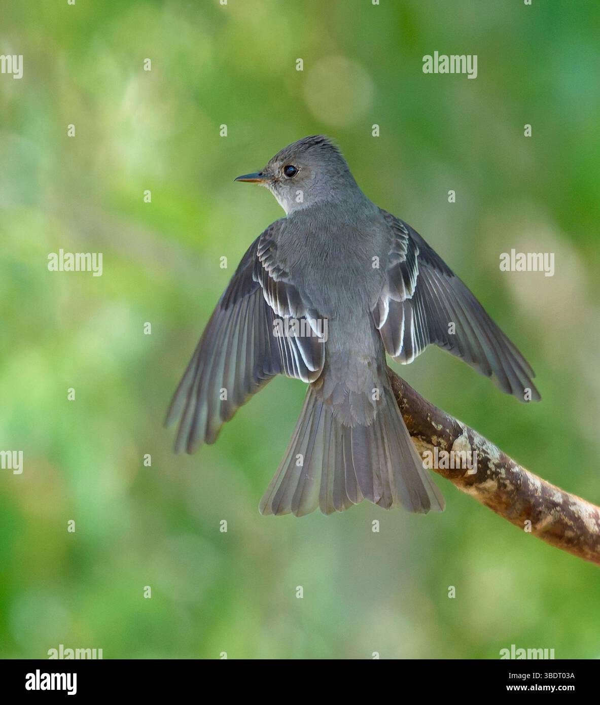 Western Wood-pewee (Contopus sordidulus) with soft green background and ...