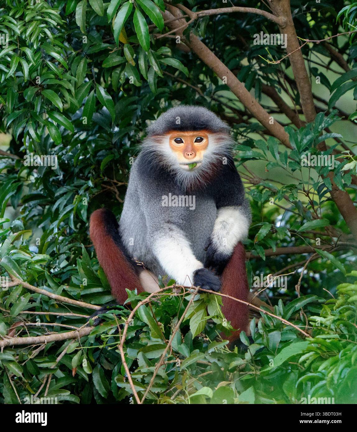 Red-shanked Douc surrounded by leaves, direct eye contact, eye level ...