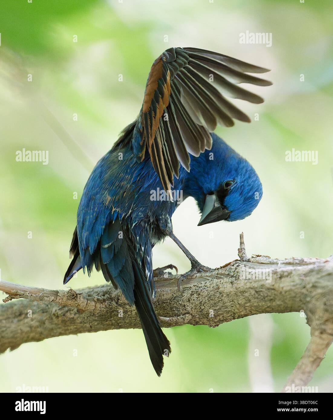 Blue Grosbeak (Passerina caerulea), male, preening, wing raised Stock ...