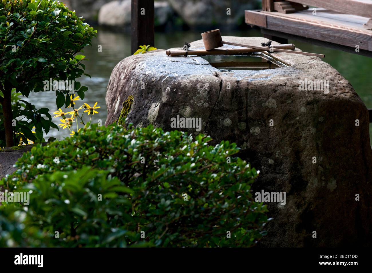 "Tsukubai" (stone water basin) with a "hishaku" (bamboo ladle) beside a ...