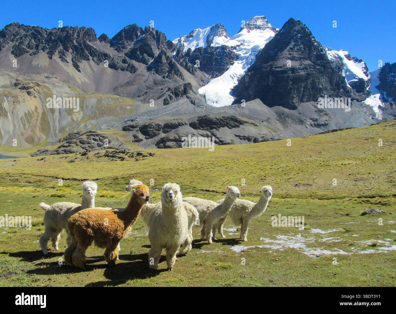 Fluffy furry llamas and alpacas in the wild nature on the green grass ...