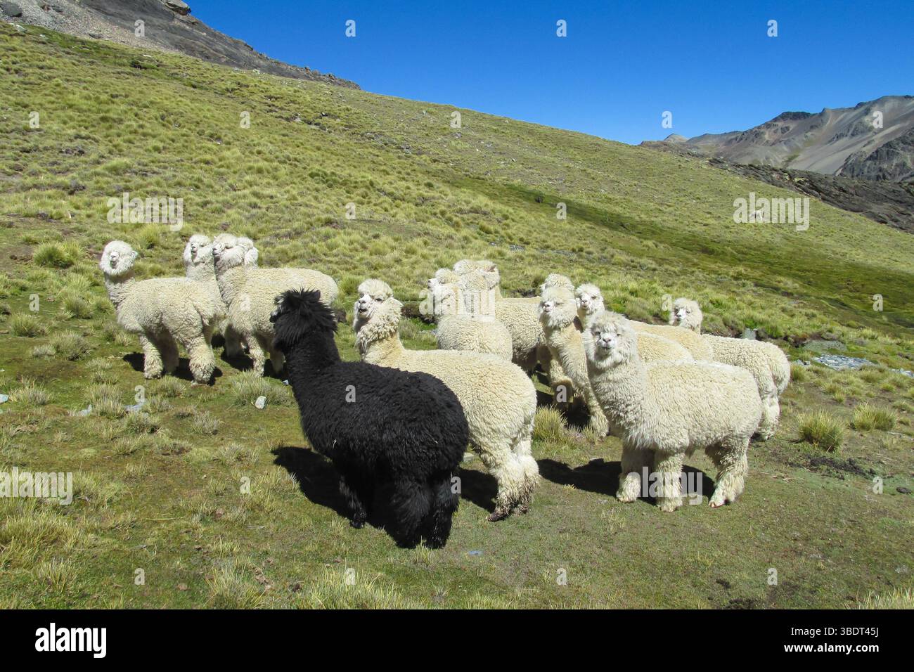 Fluffy furry llamas and alpacas in the wild nature on the green grass ...