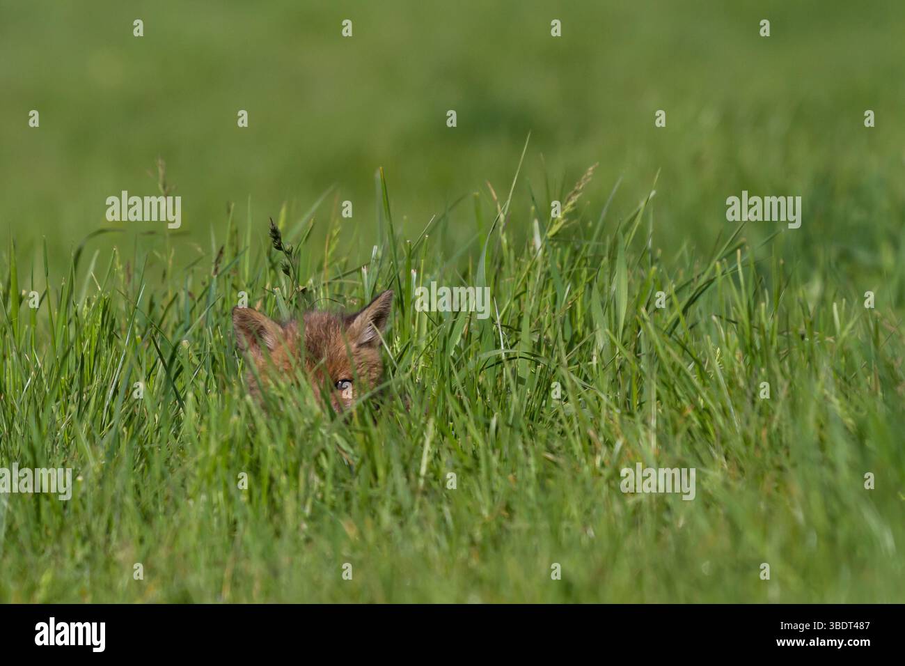 A very young red fox (Vulpes vulpes) hidden in the tall green grass. Europe Stock Photo - Alamy