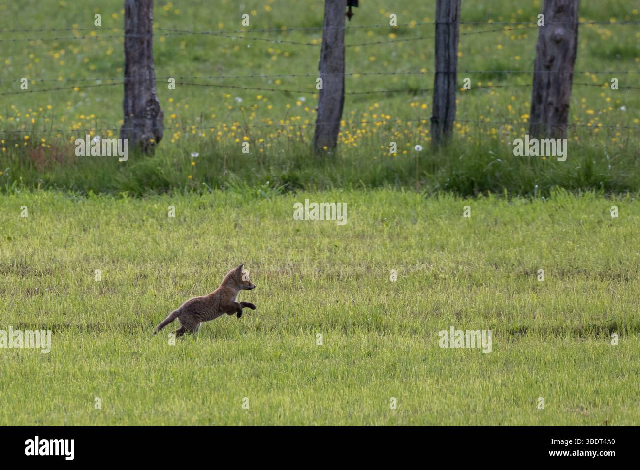 Red fox kit (Vulpes vulpes) playing in the field of green grass. Europe ...