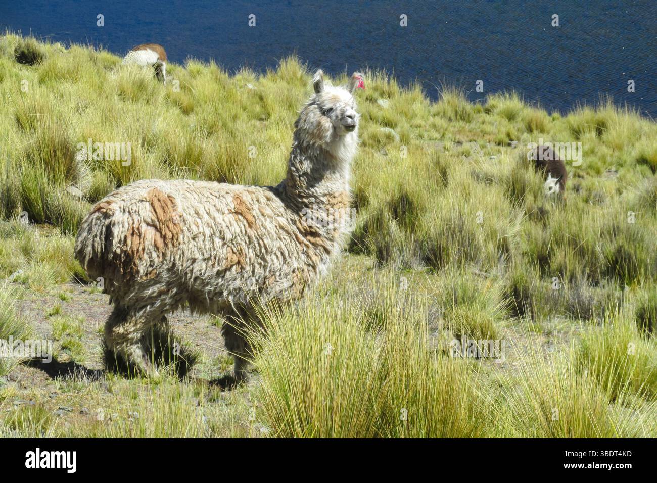 Fluffy furry llamas and alpacas in the wild nature on the green grass ...
