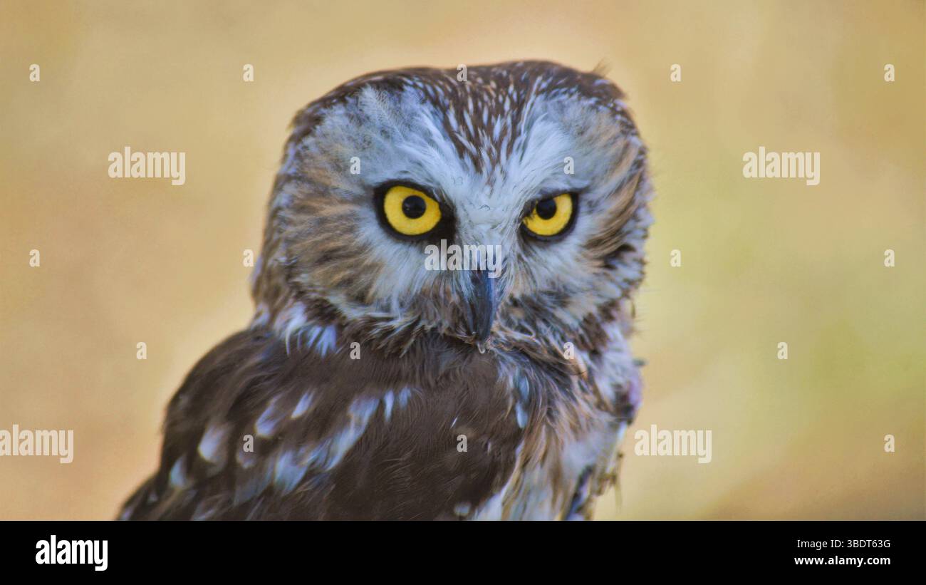 Saw Whet Owl Stock Photo - Alamy